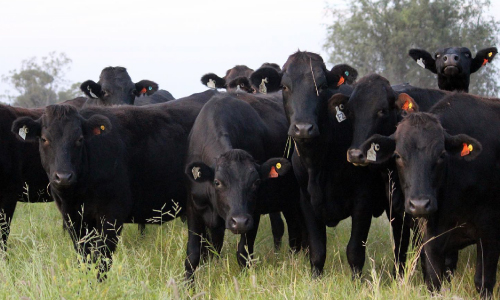 Signature Black Angus