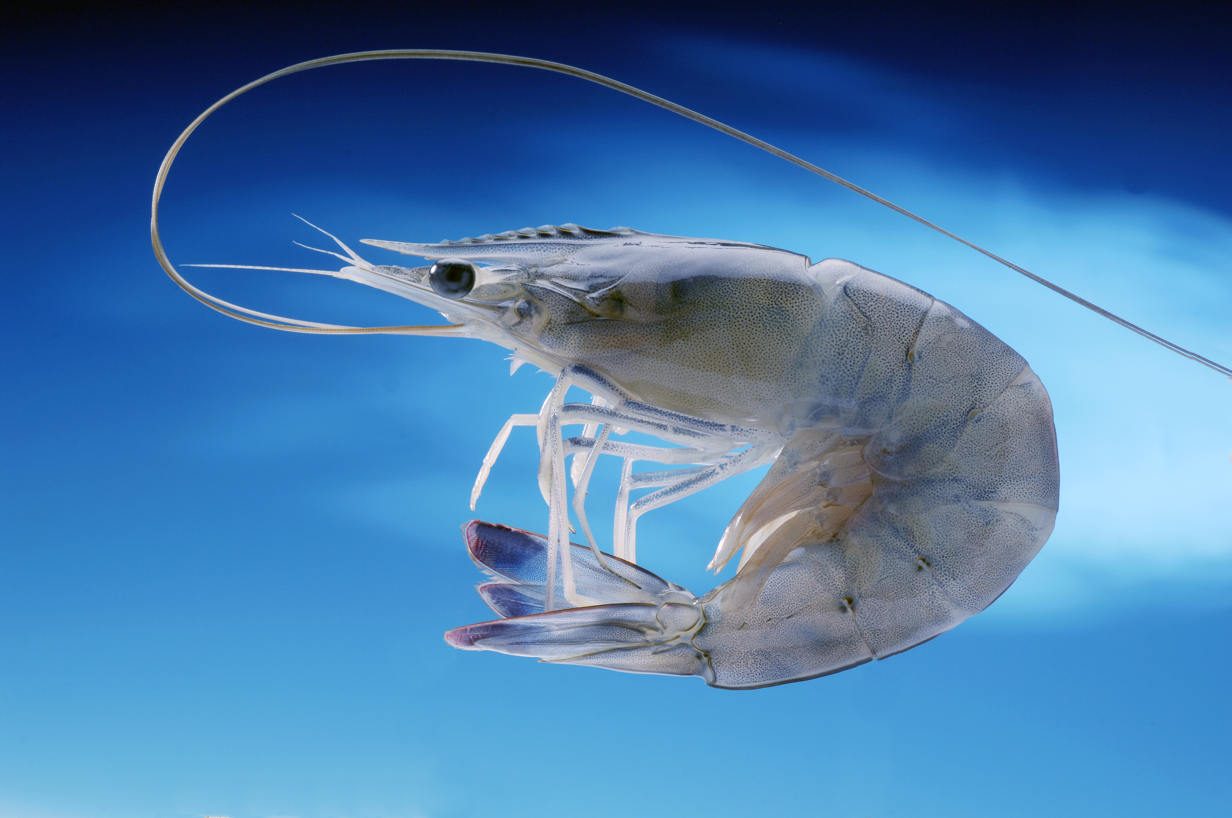 Obsiblue: The Exquisite Blue Prawn from New Caledonia
